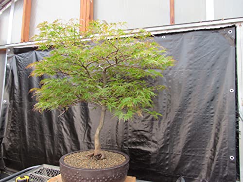 69 Year Old Red Dragon Japanese Maple Specimen Bonsai Tree