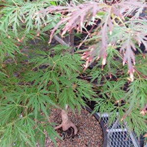 69 Year Old Red Dragon Japanese Maple Specimen Bonsai Tree