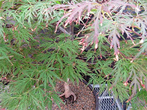 69 Year Old Red Dragon Japanese Maple Specimen Bonsai Tree