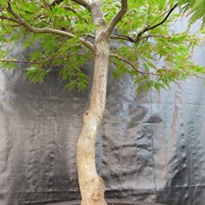 69 Year Old Red Dragon Japanese Maple Specimen Bonsai Tree