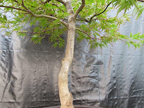 69 Year Old Red Dragon Japanese Maple Specimen Bonsai Tree