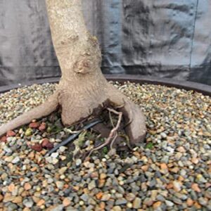 69 Year Old Red Dragon Japanese Maple Specimen Bonsai Tree