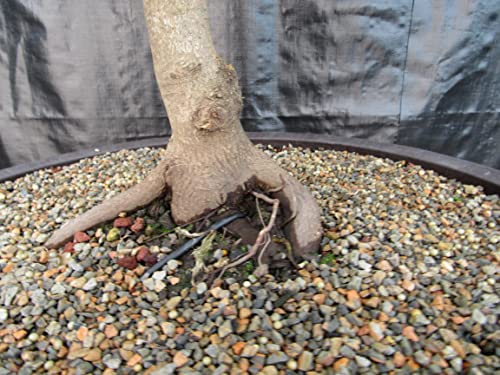 69 Year Old Red Dragon Japanese Maple Specimen Bonsai Tree