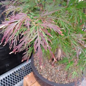 69 Year Old Red Dragon Japanese Maple Specimen Bonsai Tree