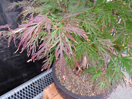 69 Year Old Red Dragon Japanese Maple Specimen Bonsai Tree