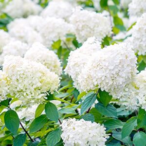 qauzuy garden 50 seeds pee gee hydrangea paniculata peegee panicle shrub showy privacy screens striking flower tree for pot ground bonsai easy to grow