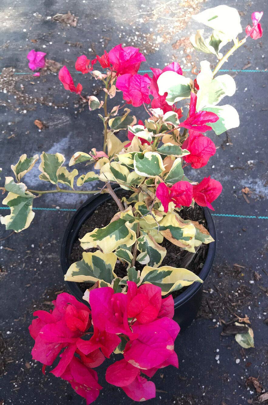 yunakesa Raspberry Ice Bougainvillea Red Flowers Variegated Pink Leaves Bonsai 1g, for Planting and Gardening