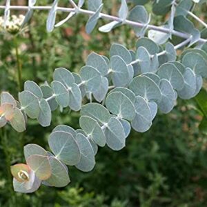 10 Baby Blue Seeds, Silver Leaved Mountain Gum, Powdered Gum, Mountain Silver Seeds - 10 Seeds (Eucalyptus pulverulenta) - Pack of 10 Rare and Viable Seeds - QO Seeds