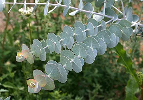 10 Baby Blue Seeds, Silver Leaved Mountain Gum, Powdered Gum, Mountain Silver Seeds - 10 Seeds (Eucalyptus pulverulenta) - Pack of 10 Rare and Viable Seeds - QO Seeds