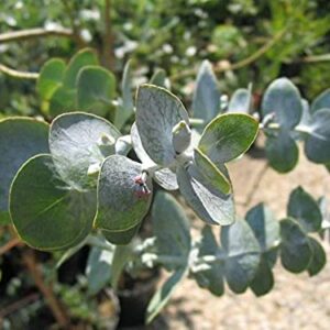 10 Baby Blue Seeds, Silver Leaved Mountain Gum, Powdered Gum, Mountain Silver Seeds - 10 Seeds (Eucalyptus pulverulenta) - Pack of 10 Rare and Viable Seeds - QO Seeds