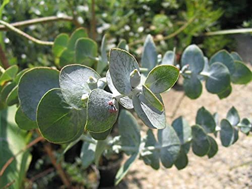 10 Baby Blue Seeds, Silver Leaved Mountain Gum, Powdered Gum, Mountain Silver Seeds - 10 Seeds (Eucalyptus pulverulenta) - Pack of 10 Rare and Viable Seeds - QO Seeds