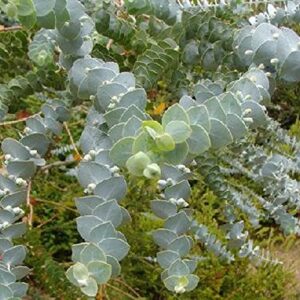 10 Baby Blue Seeds, Silver Leaved Mountain Gum, Powdered Gum, Mountain Silver Seeds - 10 Seeds (Eucalyptus pulverulenta) - Pack of 10 Rare and Viable Seeds - QO Seeds