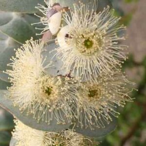 10 Baby Blue Seeds, Silver Leaved Mountain Gum, Powdered Gum, Mountain Silver Seeds - 10 Seeds (Eucalyptus pulverulenta) - Pack of 10 Rare and Viable Seeds - QO Seeds