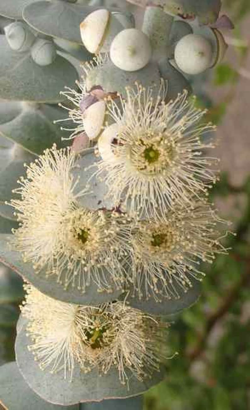 10 Baby Blue Seeds, Silver Leaved Mountain Gum, Powdered Gum, Mountain Silver Seeds - 10 Seeds (Eucalyptus pulverulenta) - Pack of 10 Rare and Viable Seeds - QO Seeds