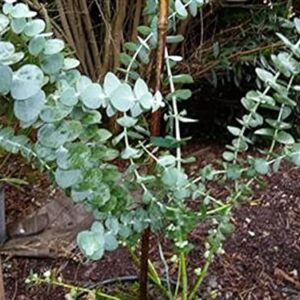 10 Baby Blue Seeds, Silver Leaved Mountain Gum, Powdered Gum, Mountain Silver Seeds - 10 Seeds (Eucalyptus pulverulenta) - Pack of 10 Rare and Viable Seeds - QO Seeds