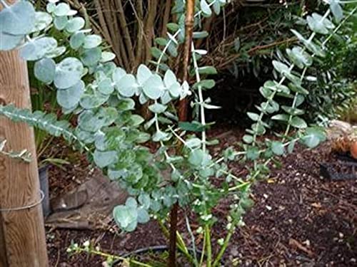 10 Baby Blue Seeds, Silver Leaved Mountain Gum, Powdered Gum, Mountain Silver Seeds - 10 Seeds (Eucalyptus pulverulenta) - Pack of 10 Rare and Viable Seeds - QO Seeds