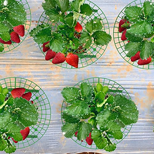 Iceyyyy 10 Pack Strawberry Plant Support - Strawberry Growing Racks - Strawberry Growing Frame for Keeping Garden Strawberry Clean (10, A)