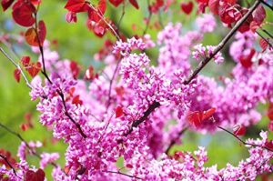 eastern redbud tree sakura bonsai american redbud cercis canadensis 15 seeds garden seeds for planting