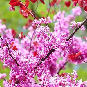 Eastern Redbud Tree Sakura Bonsai American Redbud Cercis Canadensis 15 Seeds Garden Seeds for Planting