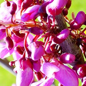 Eastern Redbud Tree Sakura Bonsai American Redbud Cercis Canadensis 15 Seeds Garden Seeds for Planting