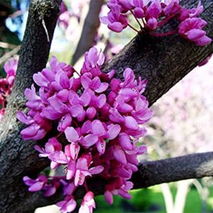 Eastern Redbud Tree Sakura Bonsai American Redbud Cercis Canadensis 15 Seeds Garden Seeds for Planting