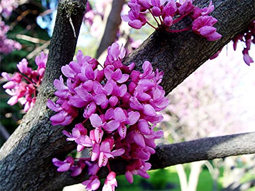 Eastern Redbud Tree Sakura Bonsai American Redbud Cercis Canadensis 15 Seeds Garden Seeds for Planting