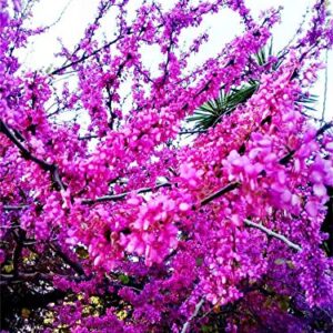 Eastern Redbud Tree Sakura Bonsai American Redbud Cercis Canadensis 15 Seeds Garden Seeds for Planting