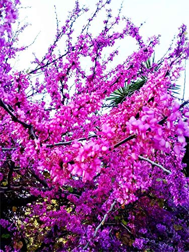 Eastern Redbud Tree Sakura Bonsai American Redbud Cercis Canadensis 15 Seeds Garden Seeds for Planting