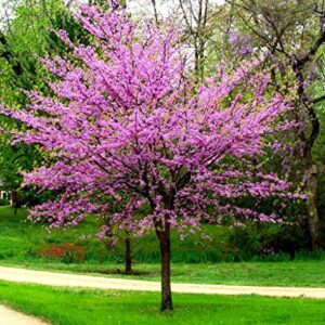 Eastern Redbud Tree Sakura Bonsai American Redbud Cercis Canadensis 15 Seeds Garden Seeds for Planting