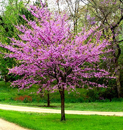 Eastern Redbud Tree Sakura Bonsai American Redbud Cercis Canadensis 15 Seeds Garden Seeds for Planting