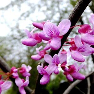 Eastern Redbud Tree Sakura Bonsai American Redbud Cercis Canadensis 15 Seeds Garden Seeds for Planting