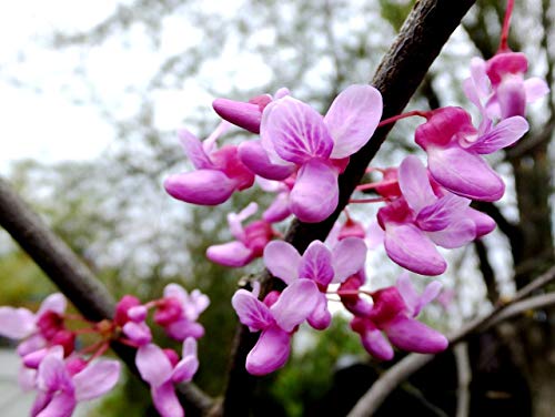 Eastern Redbud Tree Sakura Bonsai American Redbud Cercis Canadensis 15 Seeds Garden Seeds for Planting