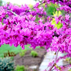 Eastern Redbud Tree Sakura Bonsai American Redbud Cercis Canadensis 15 Seeds Garden Seeds for Planting