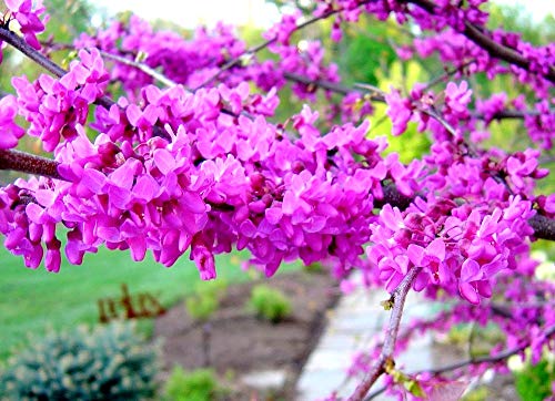 Eastern Redbud Tree Sakura Bonsai American Redbud Cercis Canadensis 15 Seeds Garden Seeds for Planting