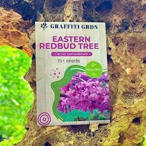 Eastern Redbud Tree Sakura Bonsai American Redbud Cercis Canadensis 15 Seeds Garden Seeds for Planting