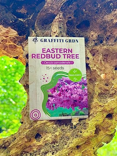 Eastern Redbud Tree Sakura Bonsai American Redbud Cercis Canadensis 15 Seeds Garden Seeds for Planting