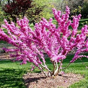 Eastern Redbud Tree Sakura Bonsai American Redbud Cercis Canadensis 15 Seeds Garden Seeds for Planting