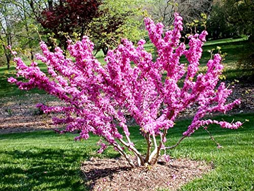 Eastern Redbud Tree Sakura Bonsai American Redbud Cercis Canadensis 15 Seeds Garden Seeds for Planting