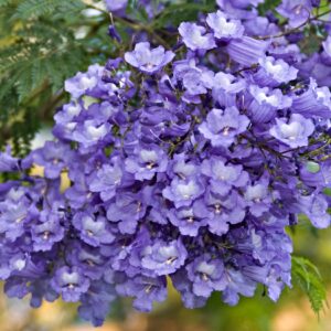 50 Blue Jacaranda Tree Seeds - Stunning Flowering Tree - Made in USA, Ships from Iowa