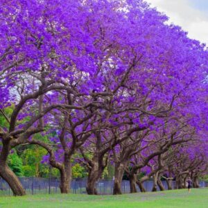 50 Blue Jacaranda Tree Seeds - Stunning Flowering Tree - Made in USA, Ships from Iowa