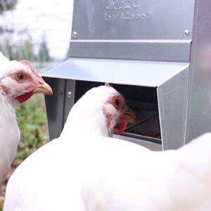 RENTACOOP Galvanized Chicken Trough Feeder, Weatherproof Poultry Food Dispenser with Lid,10LB Capacity