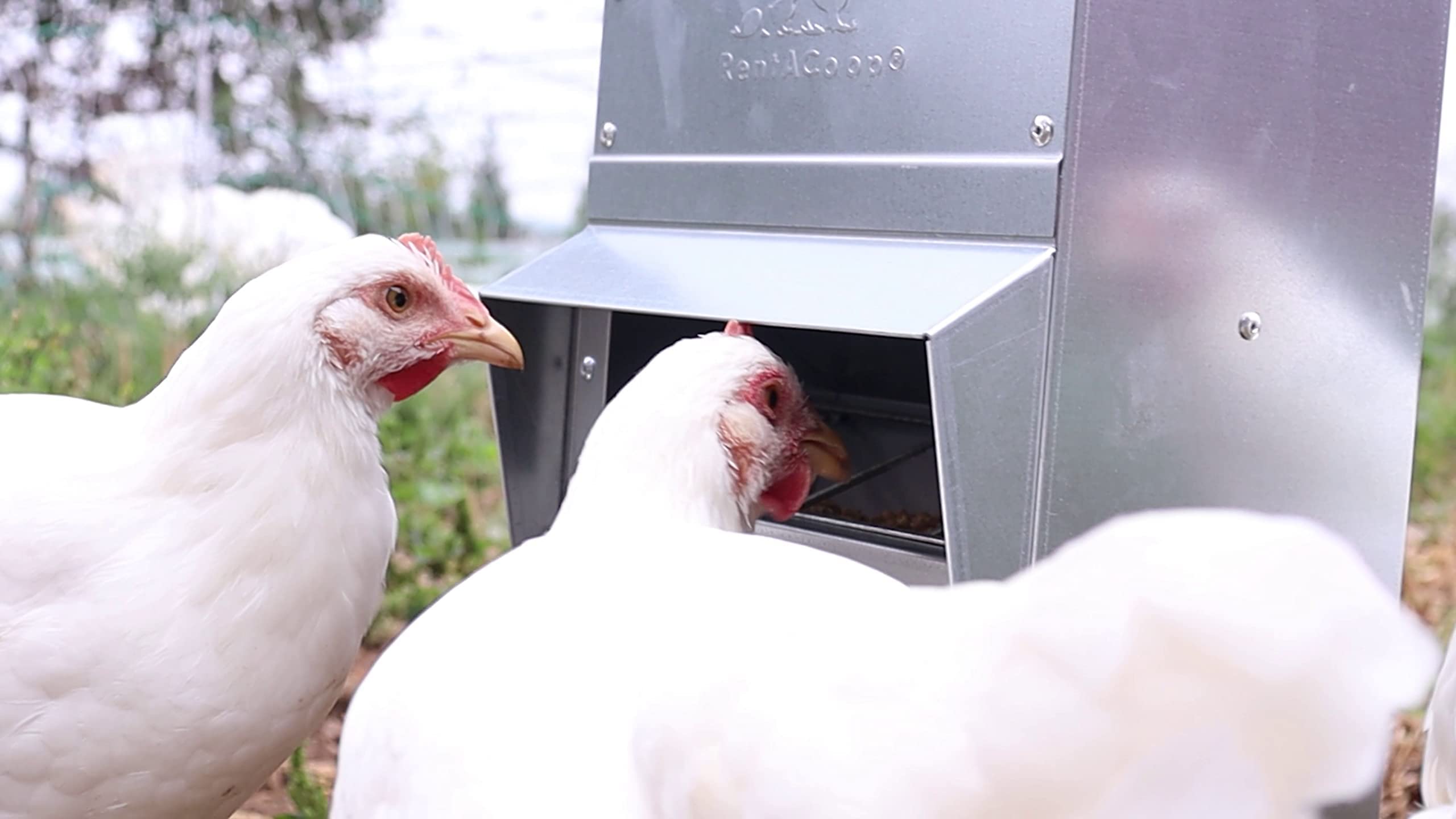 RENTACOOP Galvanized Chicken Trough Feeder, Weatherproof Poultry Food Dispenser with Lid,10LB Capacity