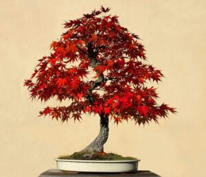 30 red maple bonsai tree seeds - made in usa, ships from iowa