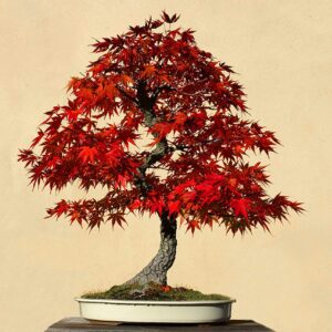 30 Red Maple Bonsai Tree Seeds - Made in USA, Ships from Iowa