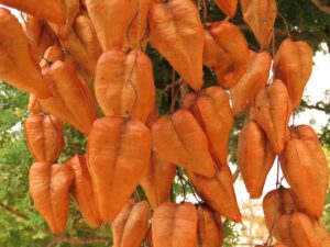 chinese golden rain tree seeds for planting - 6 seeds - koelreuteria bipinnata