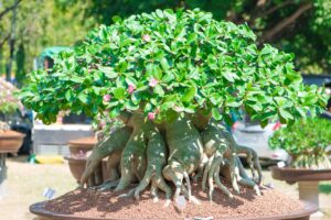 rare exotic desert rose (adenium obesum) mixed seeds - 10 seeds