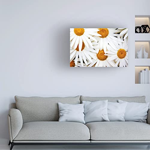 Trademark Fine Art 'Daisy Splash' Canvas Art by Michael Broom