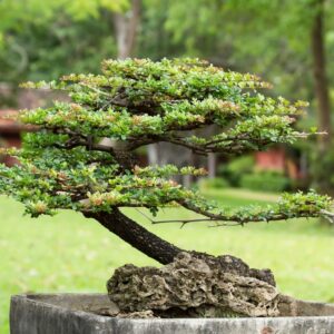 Money Plant Bonsai Tree Seeds -30 Seeds - Weeping Fig - Ficus benjamina, Excellent Indoor Plant - Money Plant Seeds