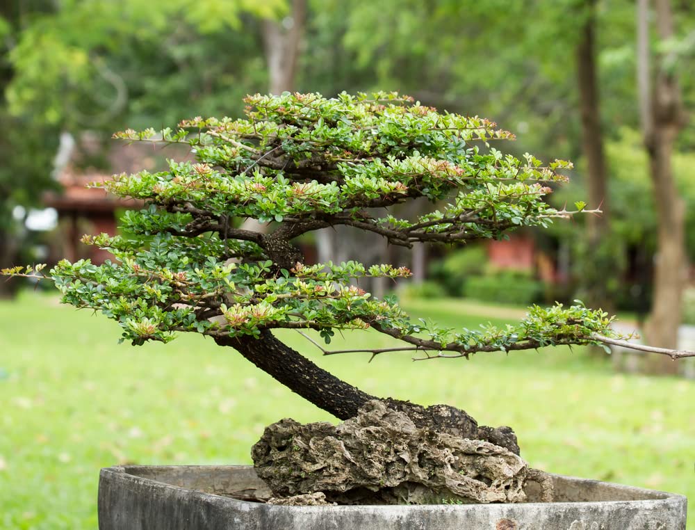 Money Plant Bonsai Tree Seeds -30 Seeds - Weeping Fig - Ficus benjamina, Excellent Indoor Plant - Money Plant Seeds