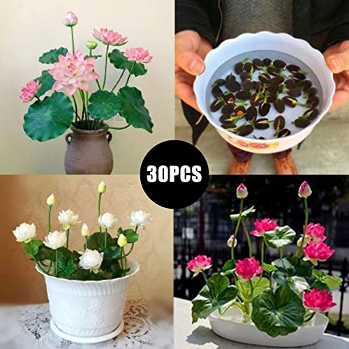 Mixed Bonsai Lotus Seeds Mixed Color Water Lily Flower Plant Fresh Garden Seeds,Finest Viable Aquatic Water Features Seeds (30 Pcs)